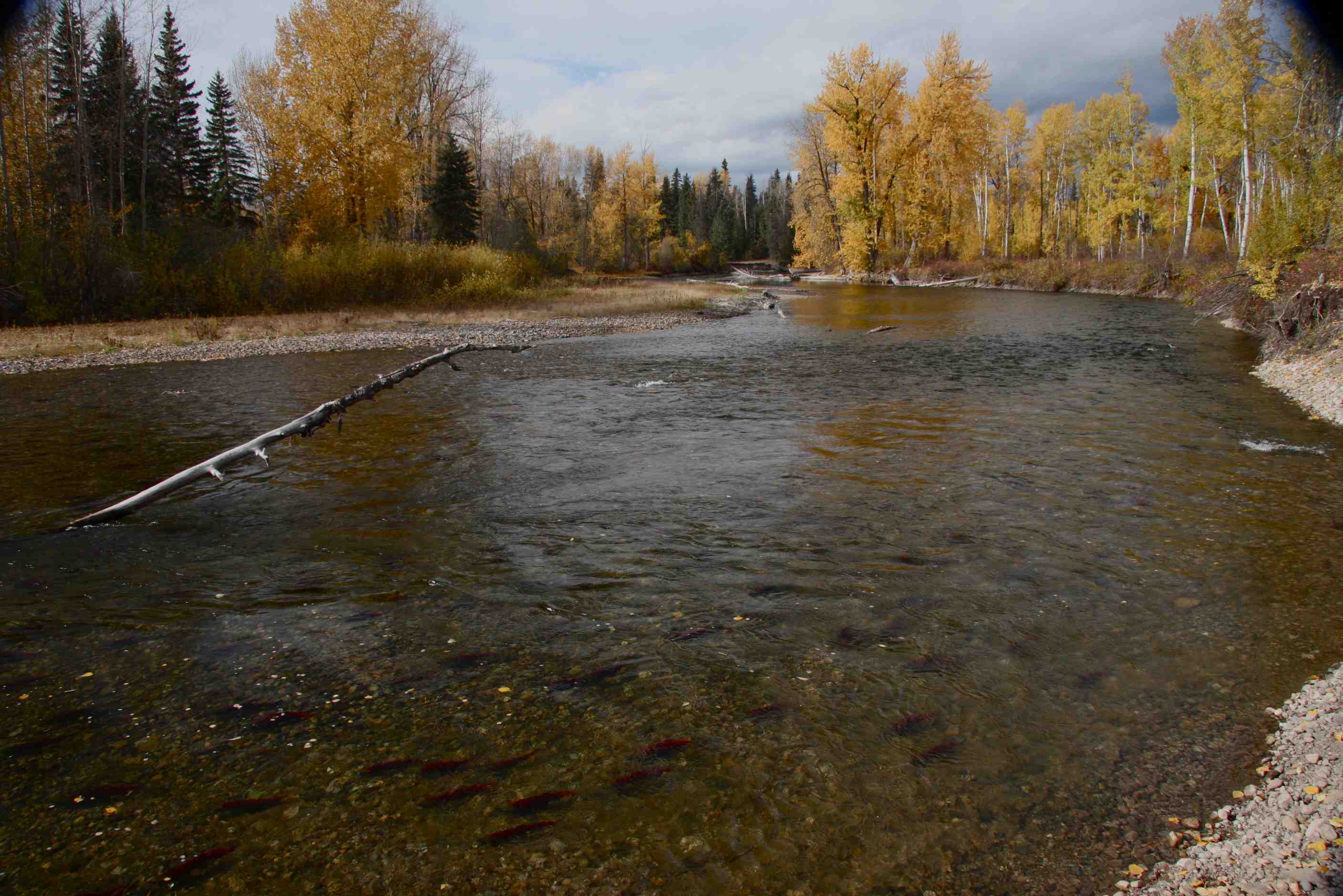 On the shores of the Stellaquo River – Alexandra Morton Blog