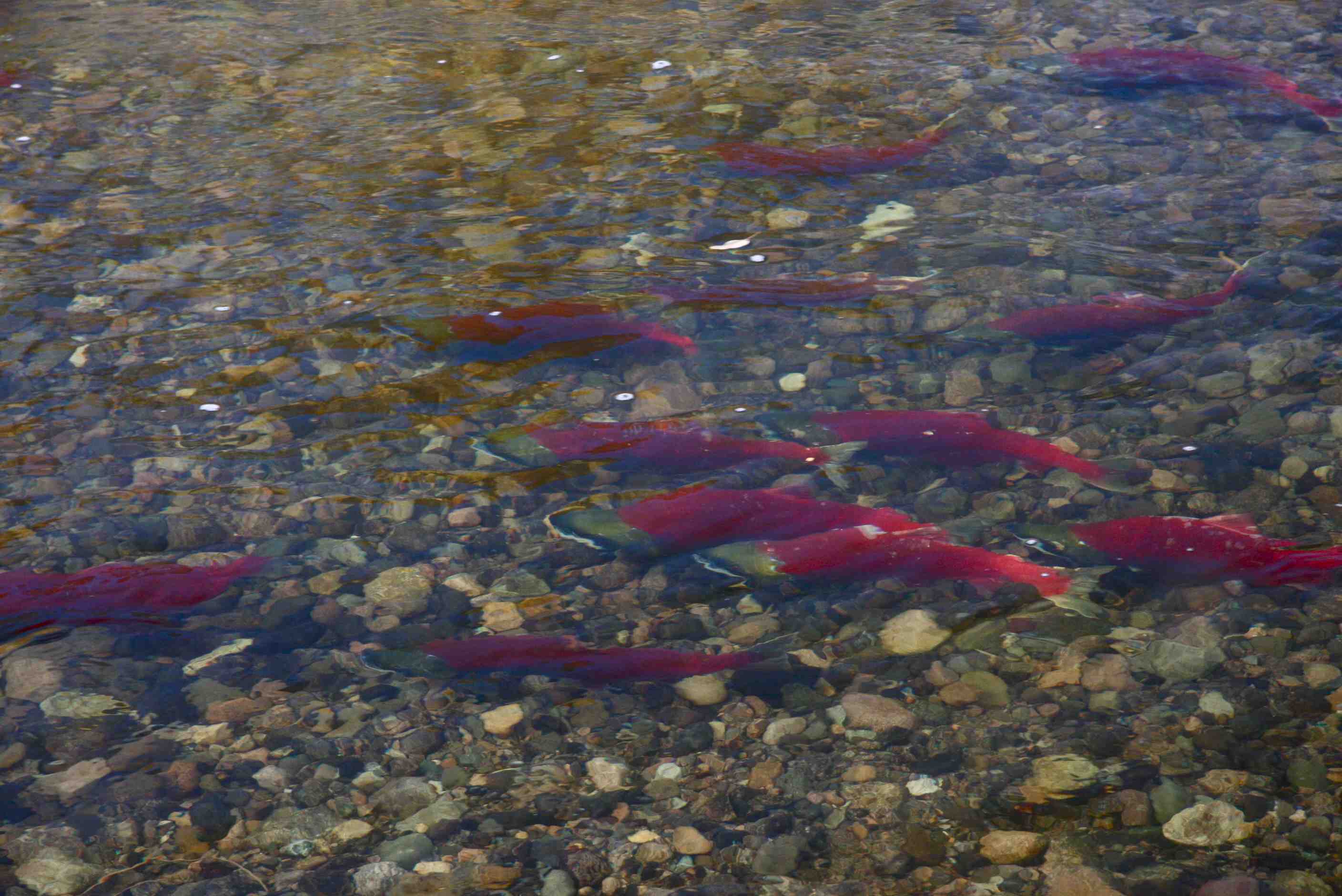 On the shores of the Stellaquo River – Alexandra Morton Blog